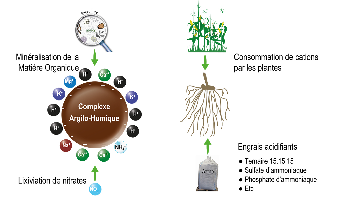 Mécanismes et conséquences - Meac